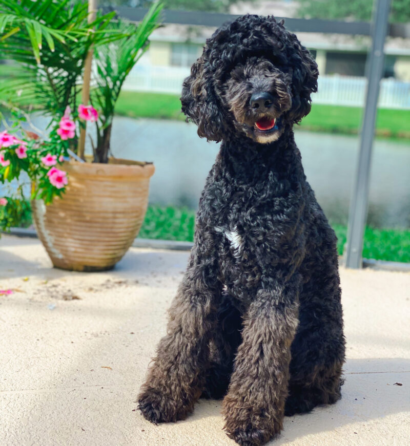 Space Coast Doodle Co. Florida's Premium Doodle Breeder